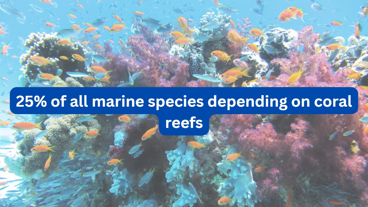 Top 17 Facts about the Earth | TL Dev Tech